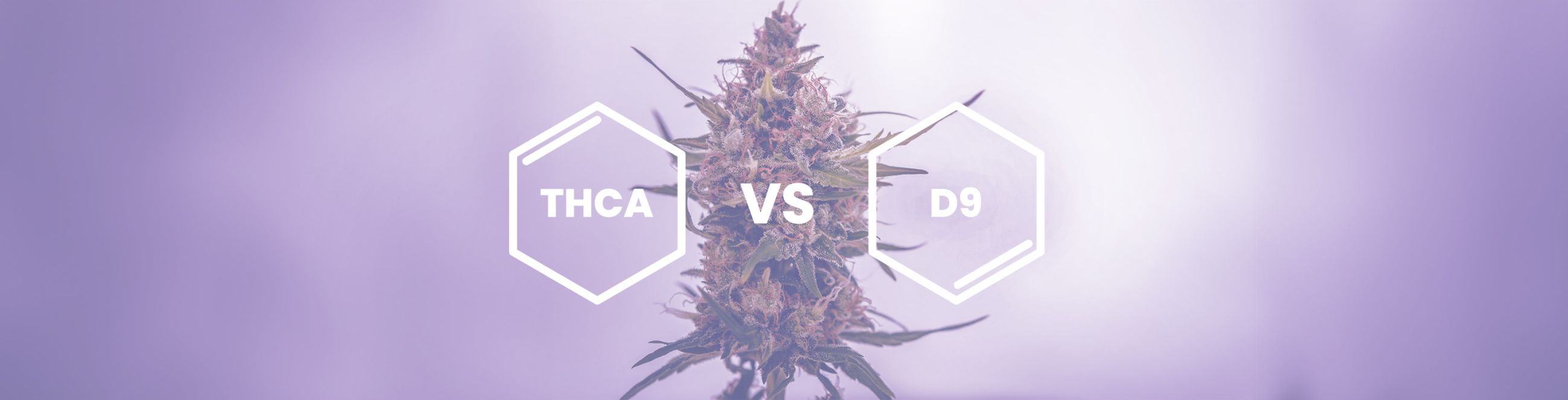 THCA vs Delta 9 Derived from Hemp: Comparing The Highs
